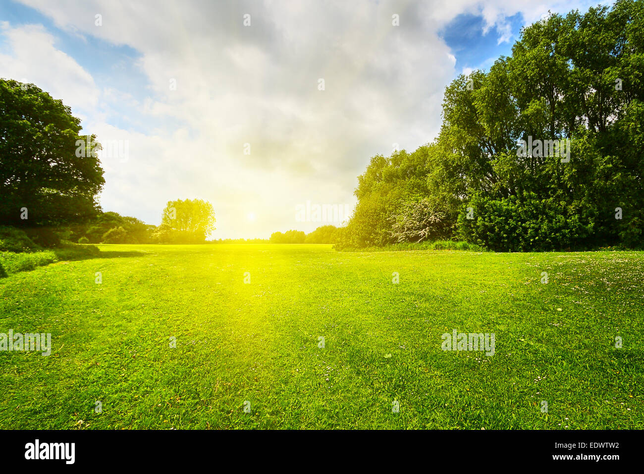 Green lawn and trees Stock Photo - Alamy