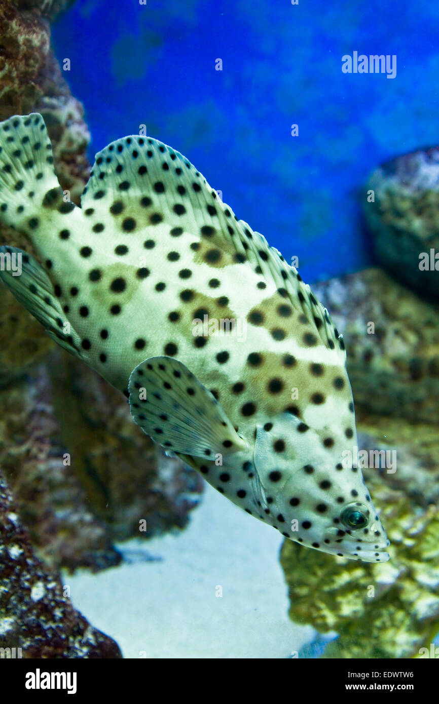 Panther grouper hi-res stock photography and images - Alamy