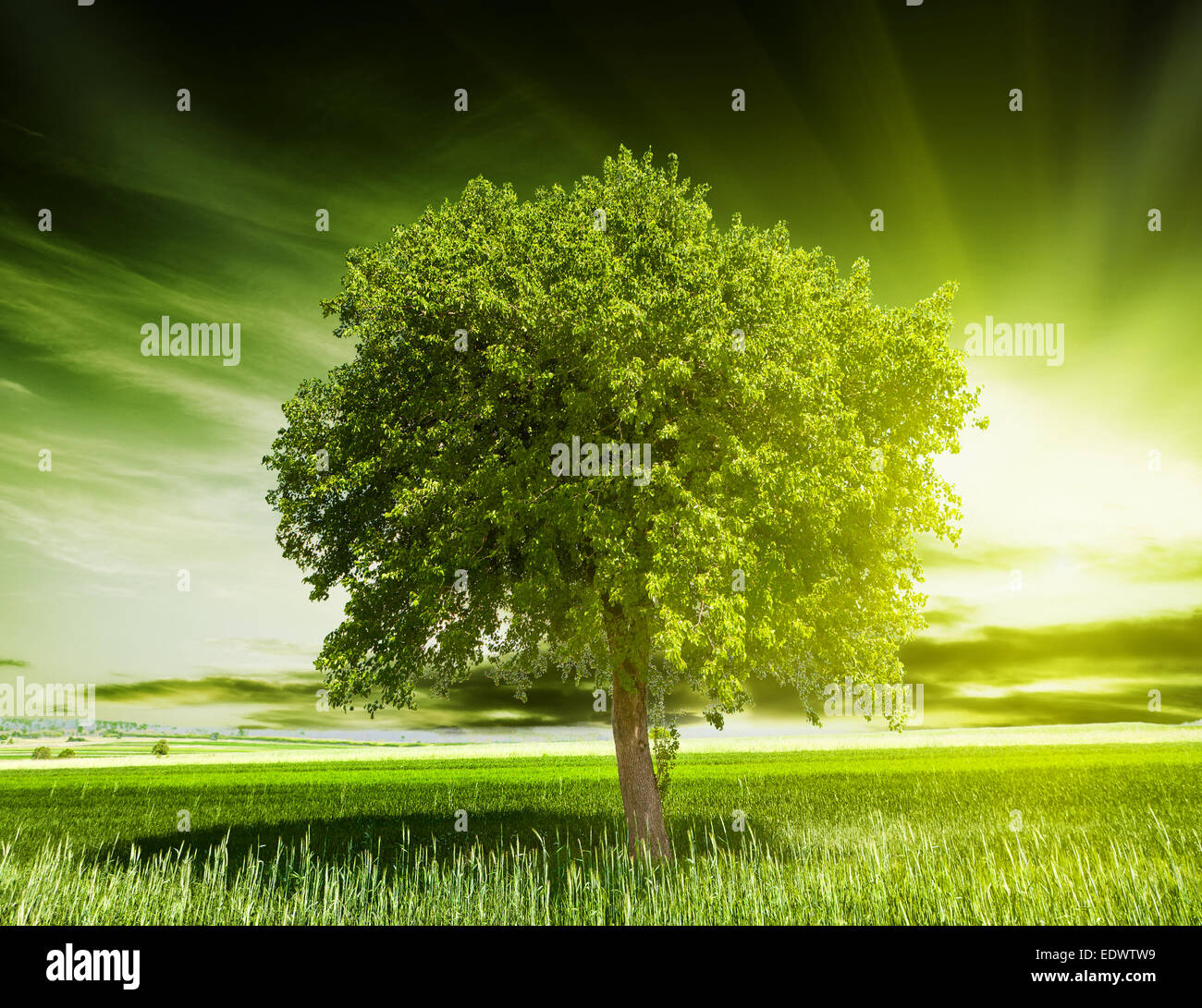Green tree nature Stock Photo - Alamy