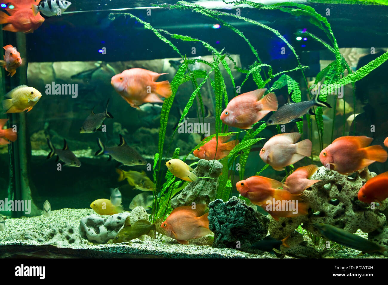 Red Parrot Fish Aquarium