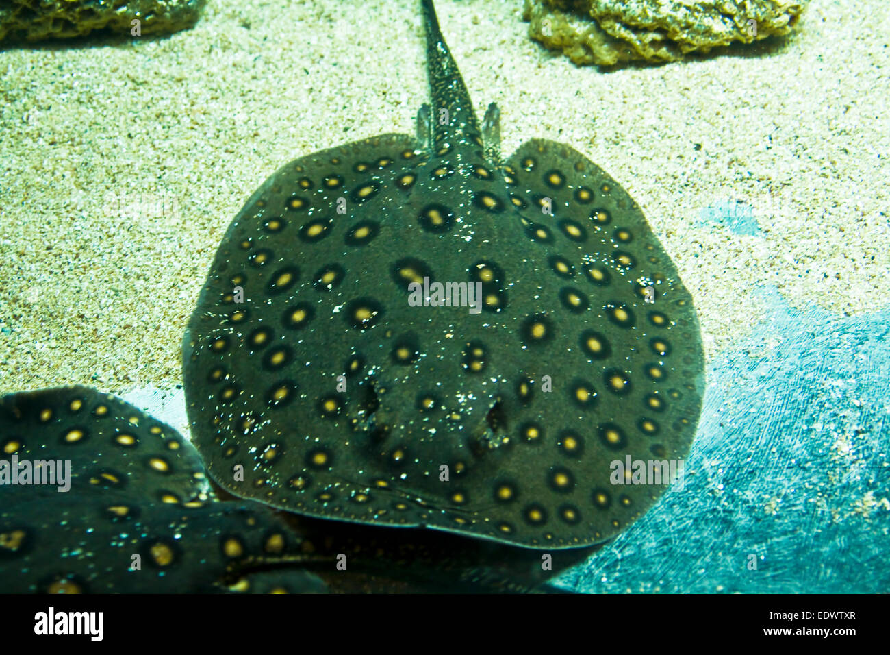 Sea fish Scate motora (shockfish) under water Stock Photo - Alamy