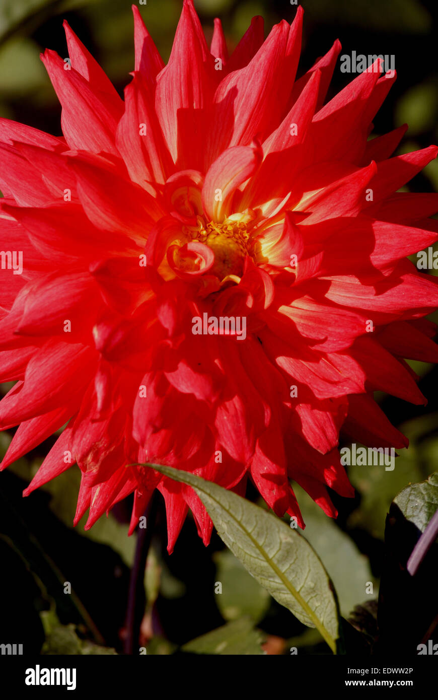 Red star dahlias hi-res stock photography and images - Alamy