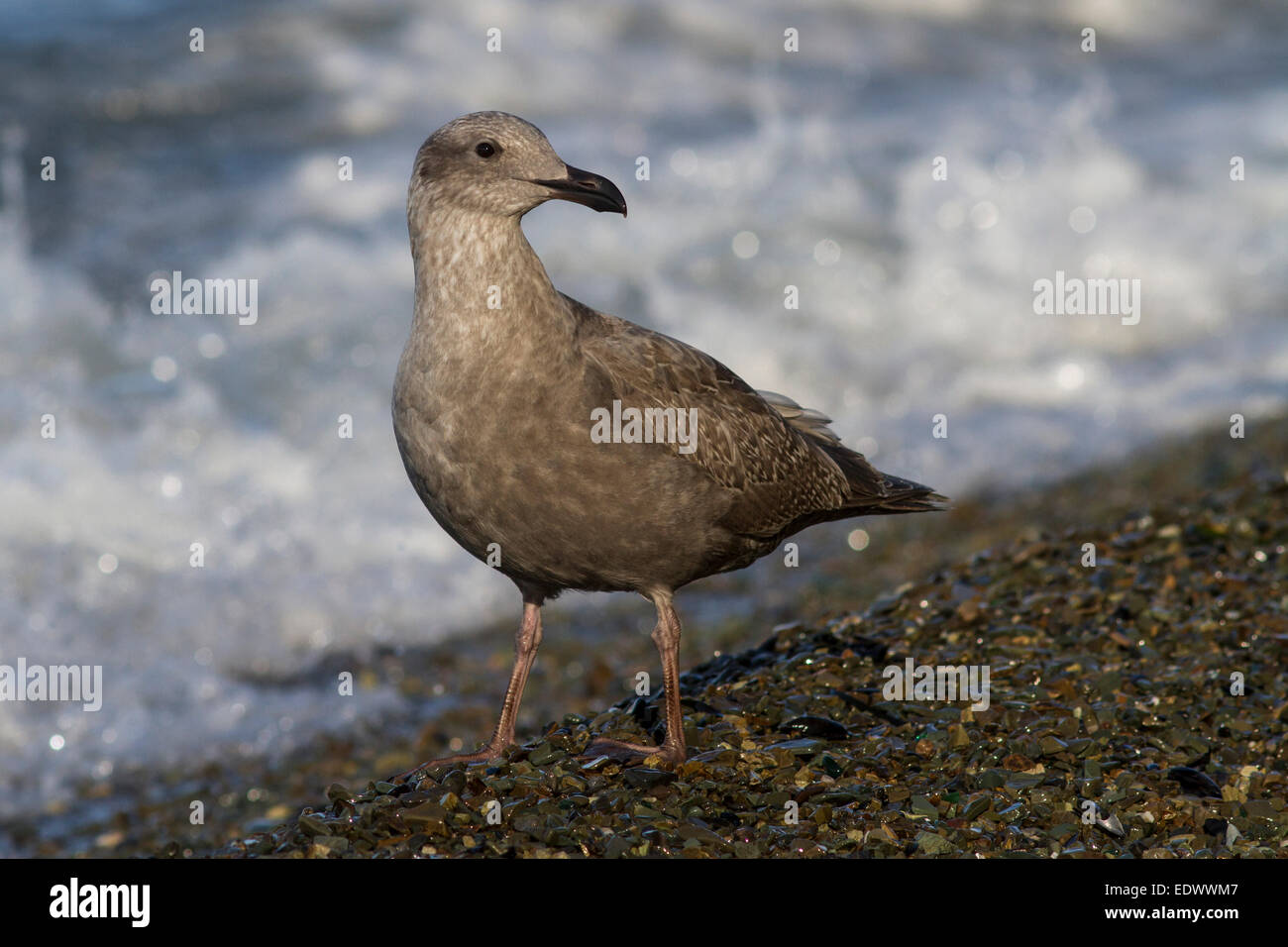 young seagull is standing on the beach on the Pacific Ocean Stock Photo ...