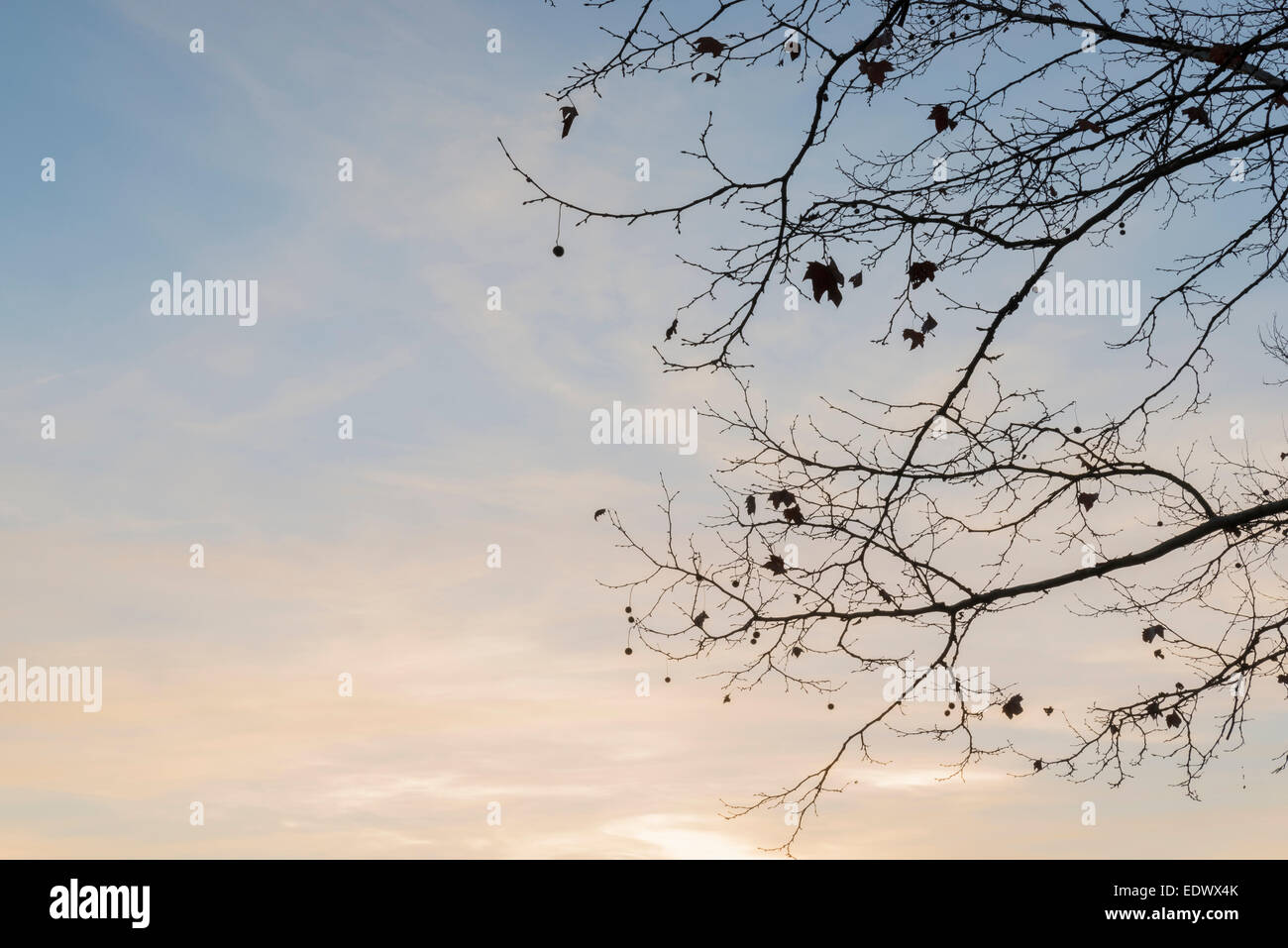 tree branches on a sunset Stock Photo - Alamy