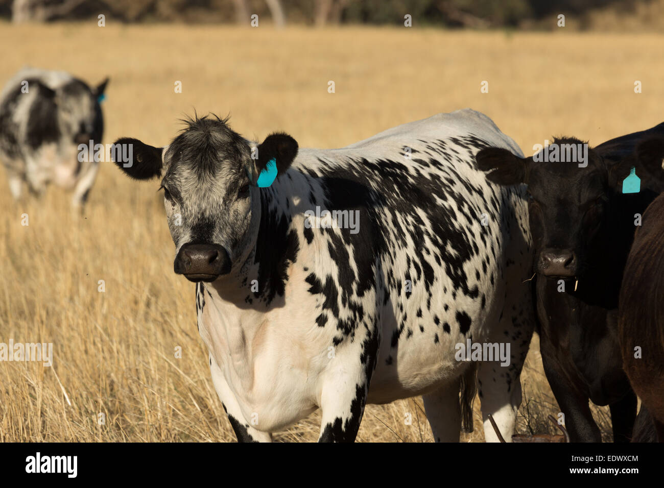 Speckle park cattle hi-res stock photography and images - Alamy