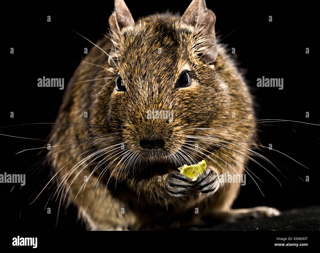 Mouse Gnawing High Resolution Stock Photography and Images - Alamy