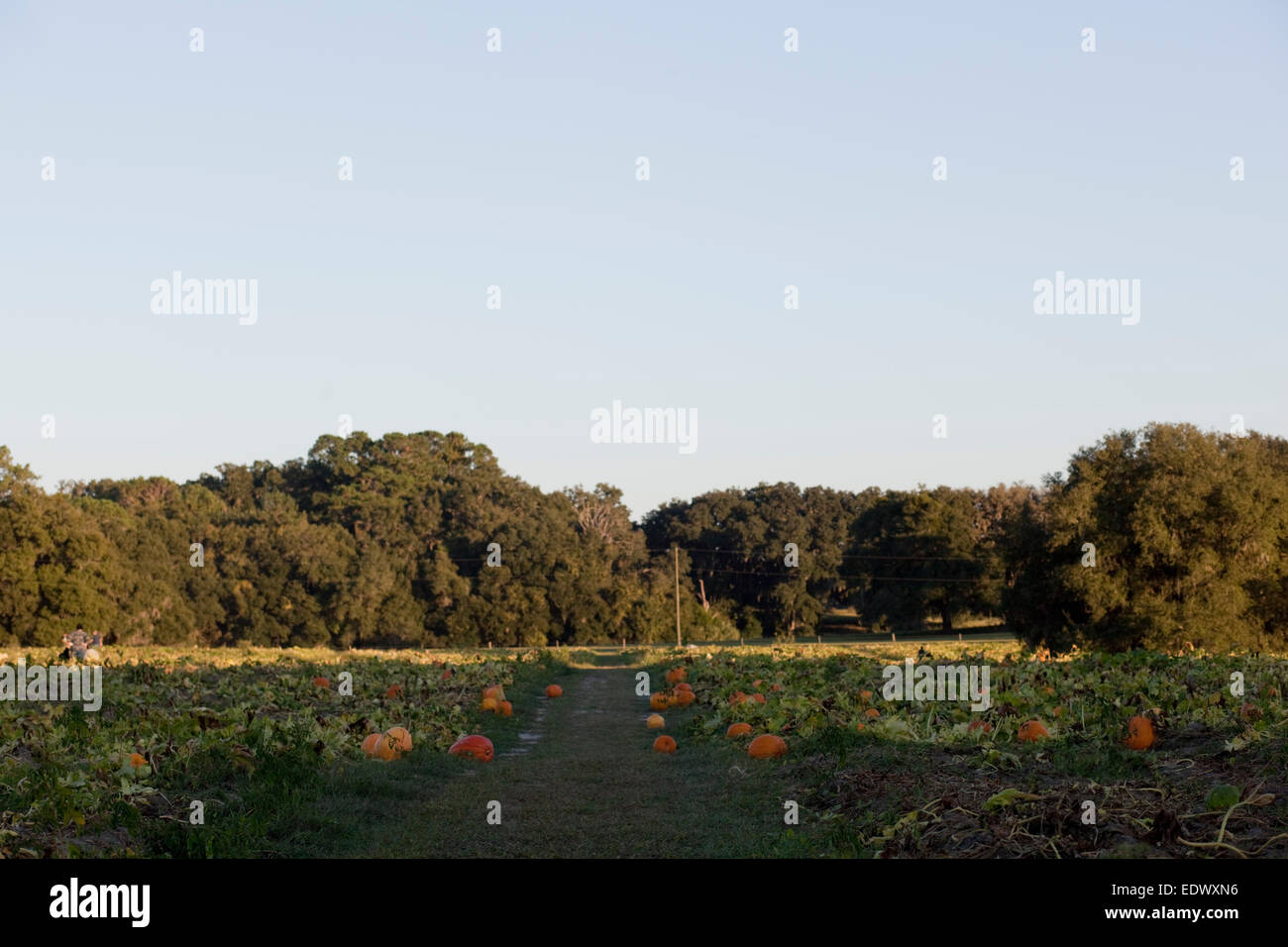 Patch of field hi-res stock photography and images - Alamy