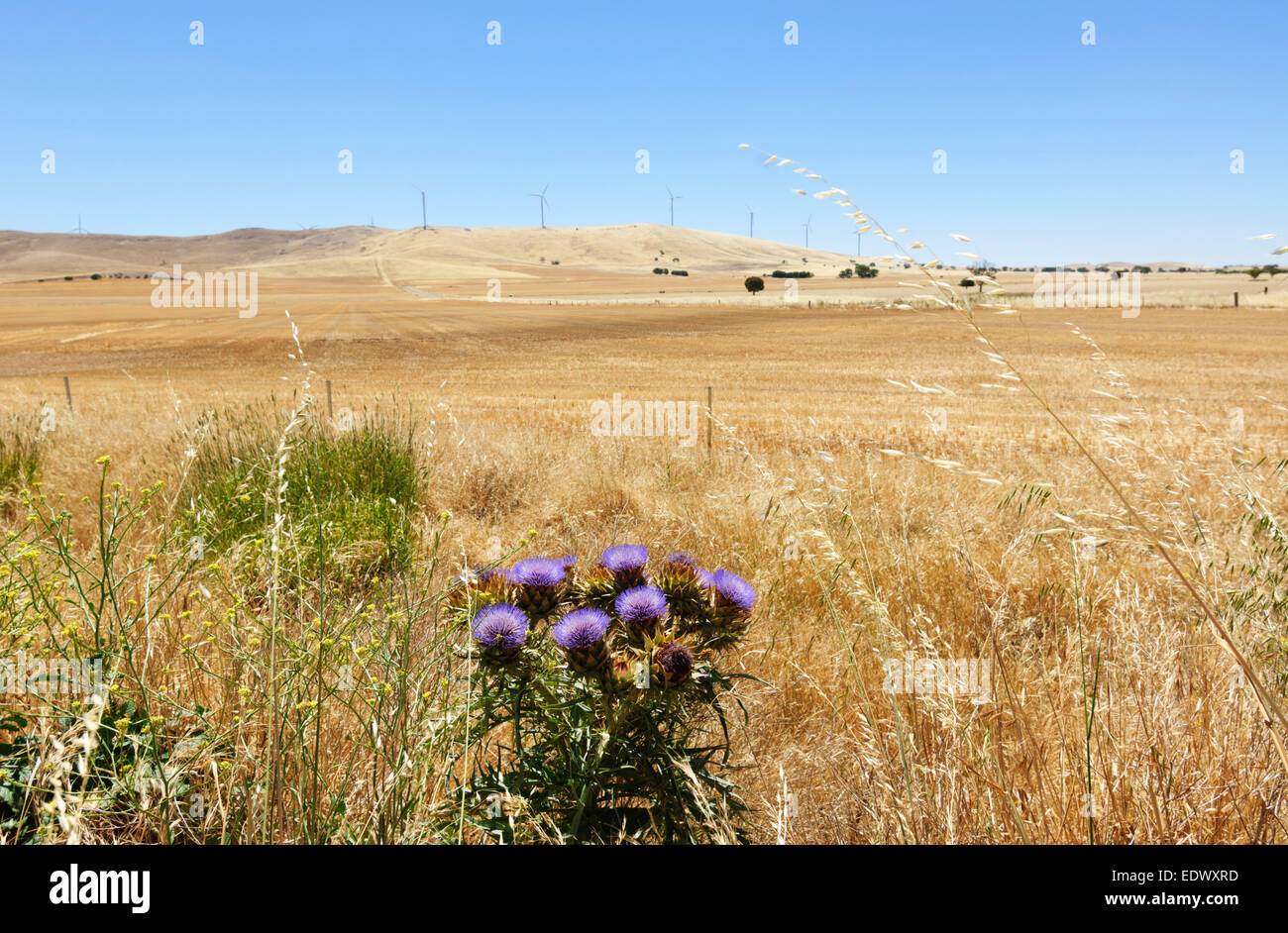 Agricultural australia hi-res stock photography and images - Alamy