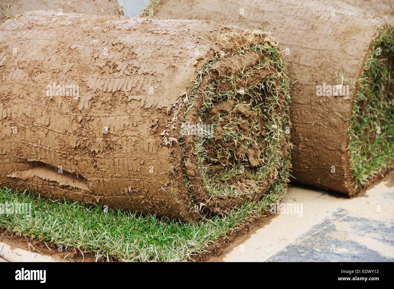 Turf grass rolls partially unrolled close up Stock Photo - Alamy