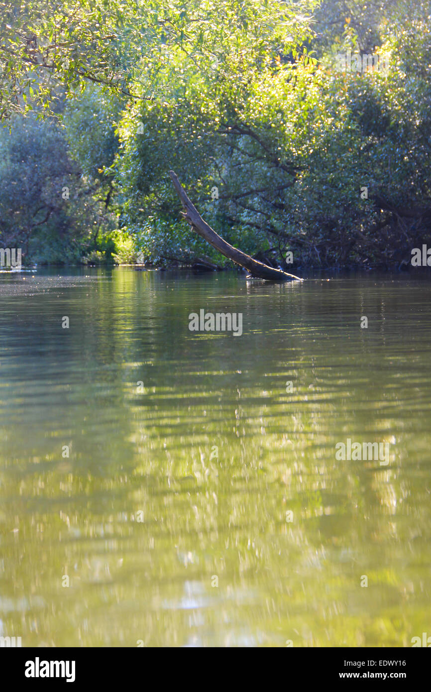 Forest river scene with trees over the water Stock Photo - Alamy