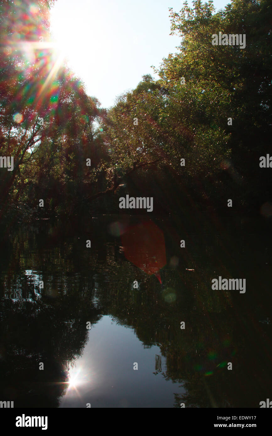 Forest river scene with trees over the water Stock Photo - Alamy