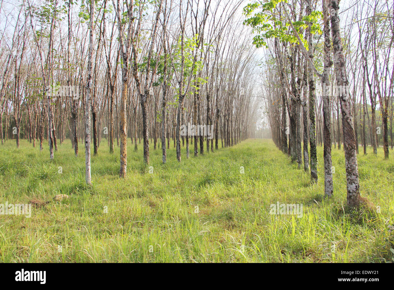 Rubber plant plantation with rows of cultivated trees Stock Photo - Alamy