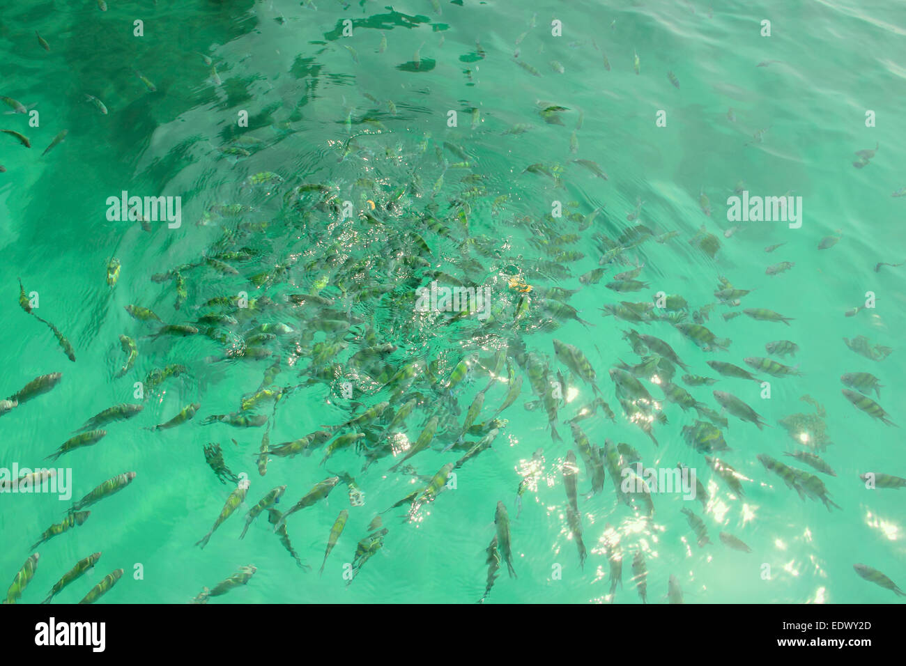 Photo of a tropical Fish in transparent blue sea water close-up Stock ...