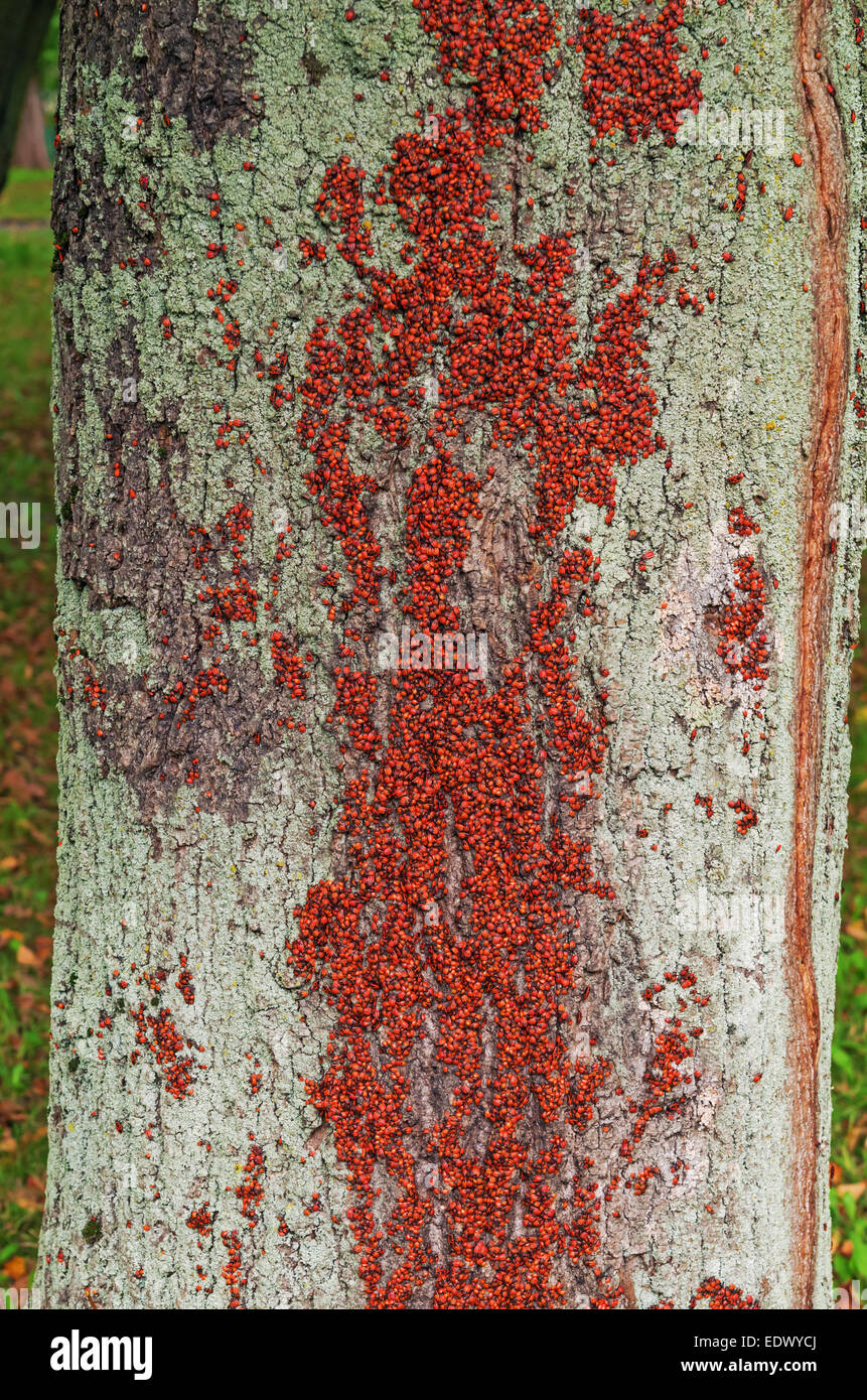 Group insects red black forest firebug hi-res stock photography and ...