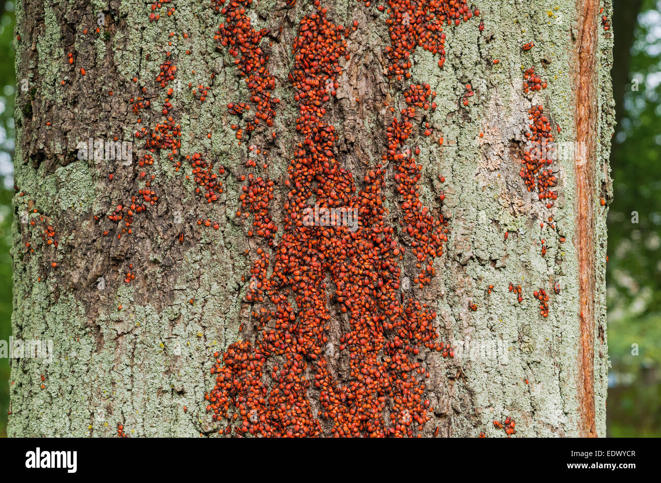 Group of insects - a red-black forest firebug on tree bark Stock Photo ...