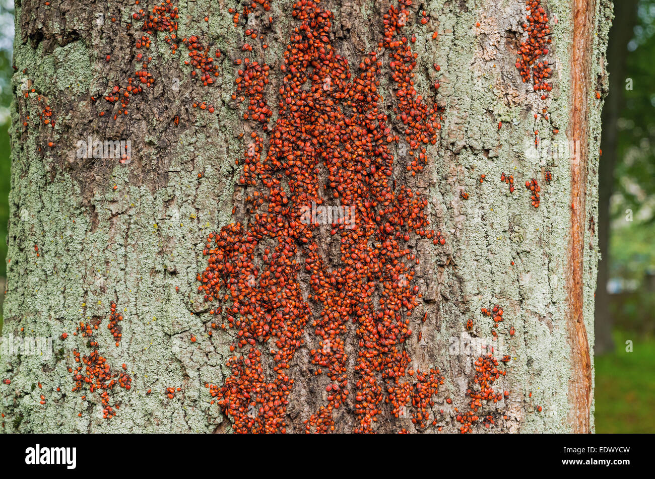 Group of insects - a red-black forest firebug on tree bark Stock Photo ...