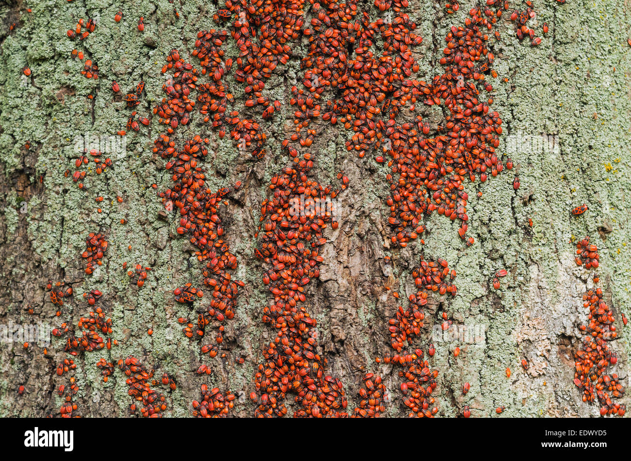 Group Insects Red Black Forest Firebug Stock Photos & Group Insects Red ...