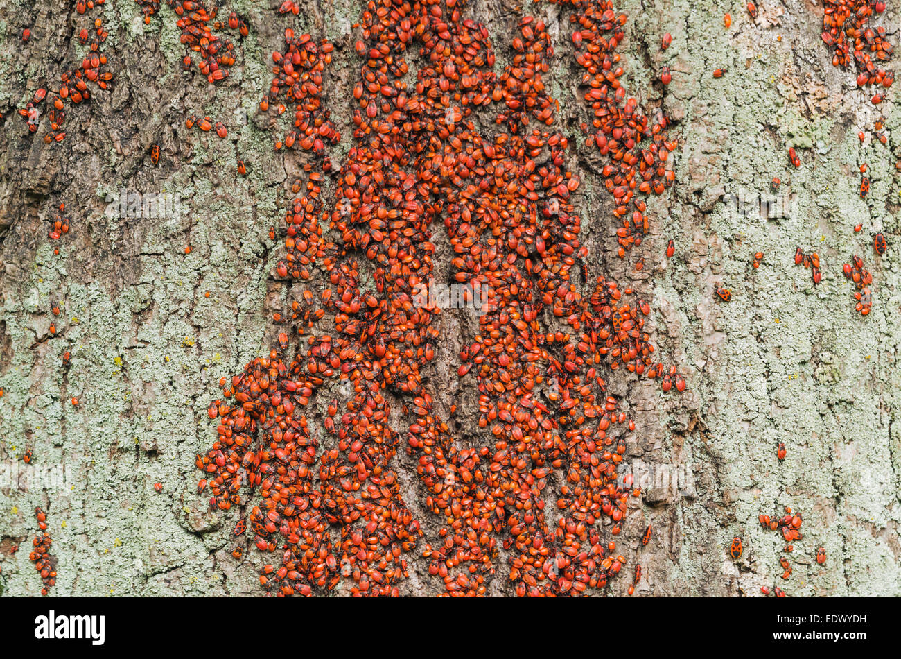 Group of insects - a red-black forest firebug on tree bark Stock Photo ...