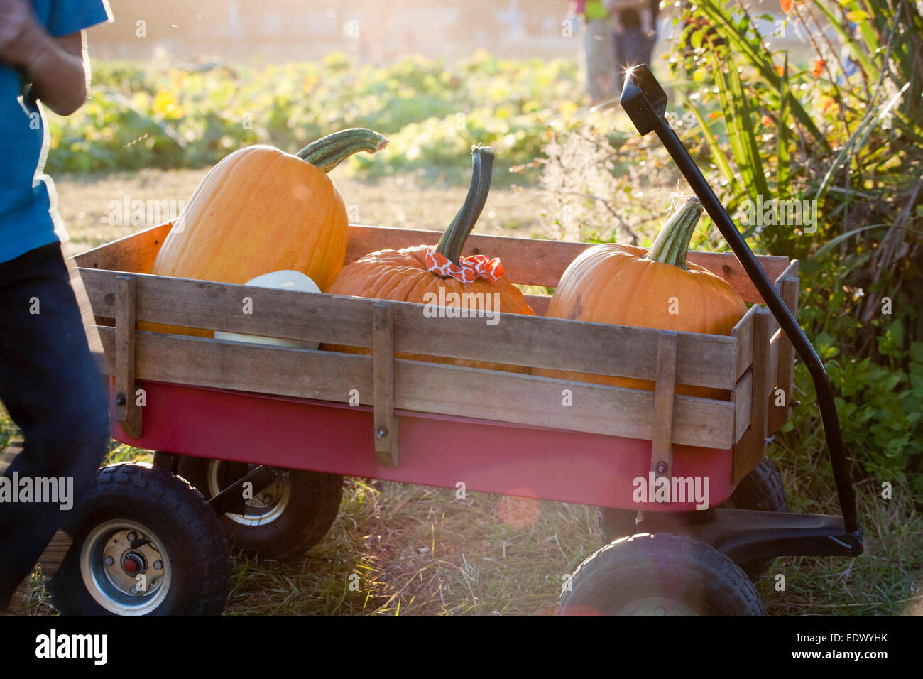A wagon full of pumpkins at a pumpkin patch Stock Photo - Alamy