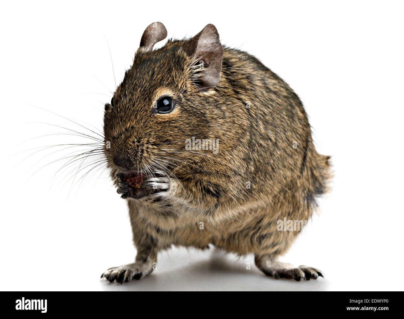 small rodent stands with food in paws full-size front view isolated on ...