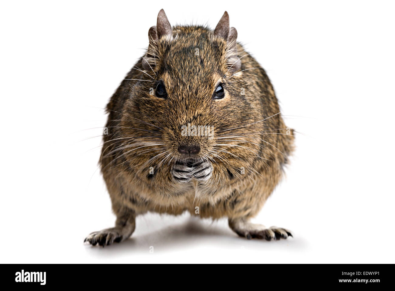 domestic fat degu hamster full-length front view isolated on white ...
