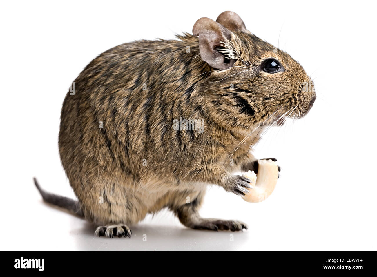 small rodent stands profile with food in paws, full-size front view ...