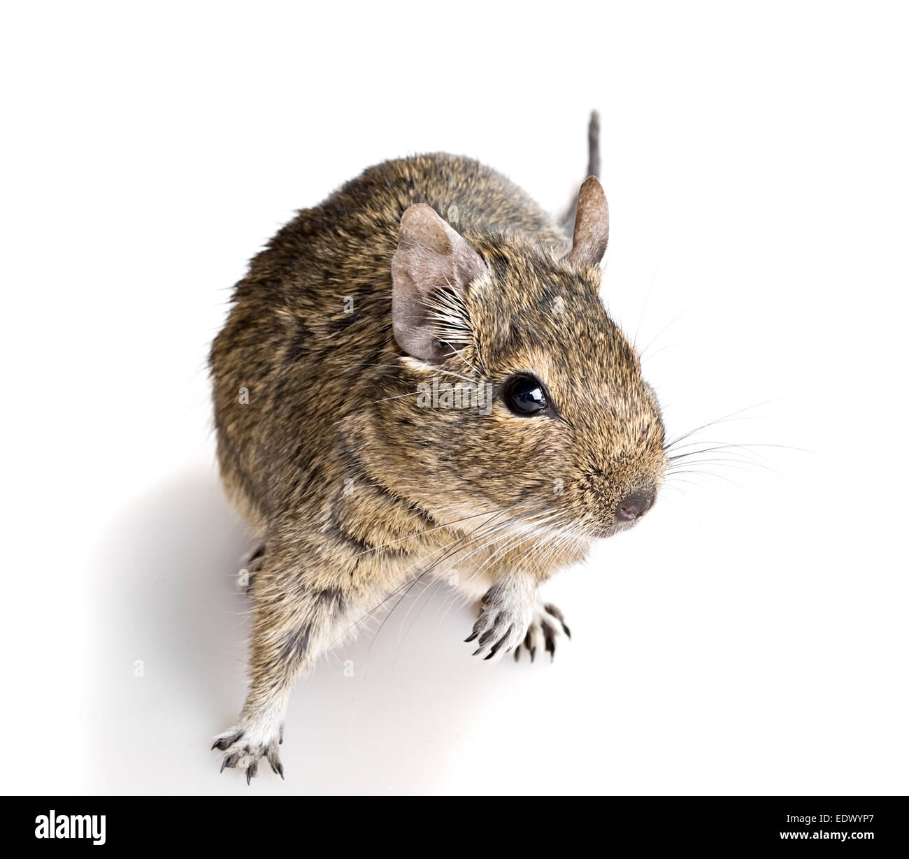 small cute curious rodent full-size front top view isolated on white ...