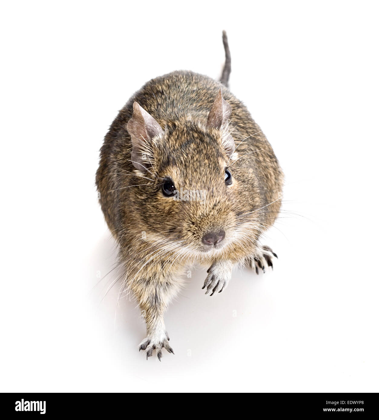 domestic degu hamster top angle view isolated on white background Stock ...