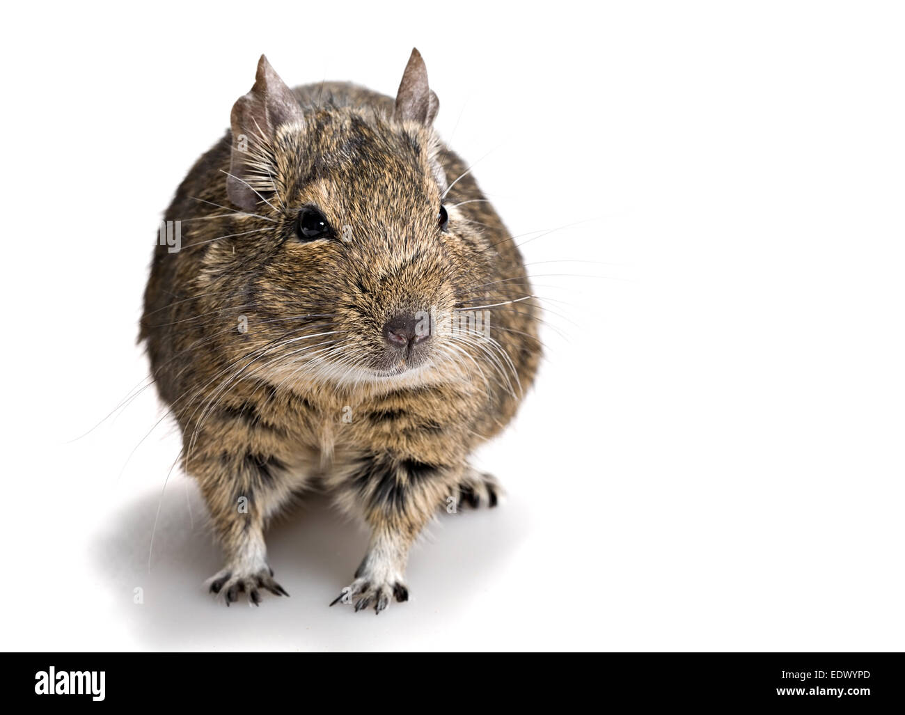 cute small rodent full-size front view isolated on white background ...
