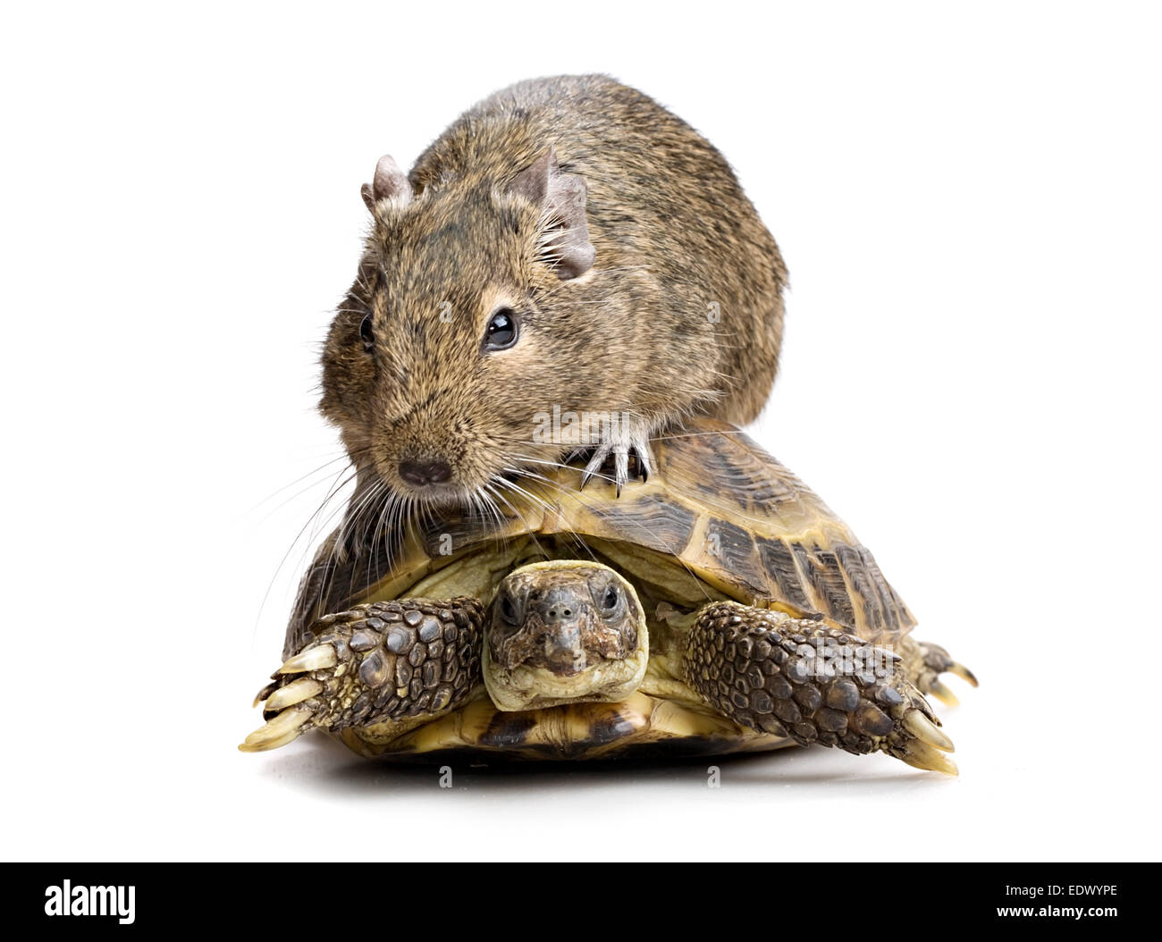 small rodent riding turtle, full-size front view isolated on white ...