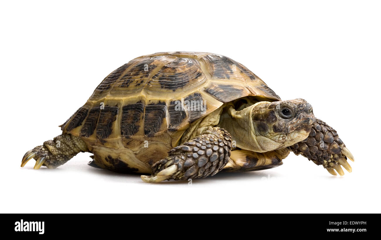 tortoise full-length closeup profile view isolated on white Stock Photo ...