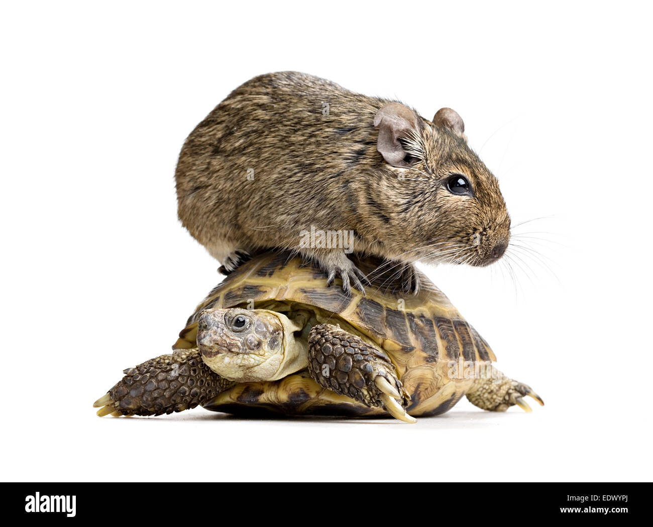 small rodent riding on turtle, full-size front view isolated on white ...