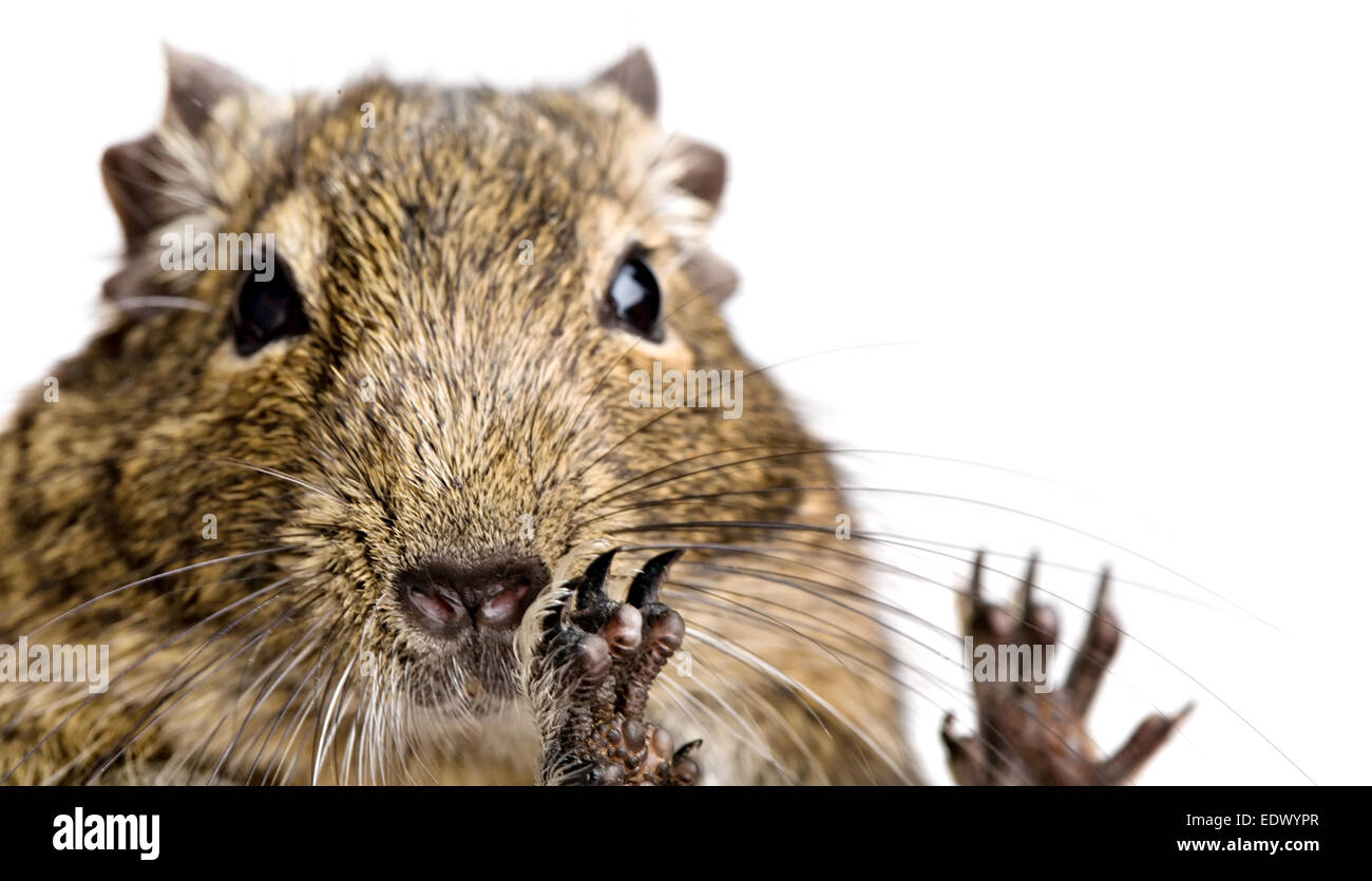 hamster snout and funny paws closeup portrait isolated on white ...