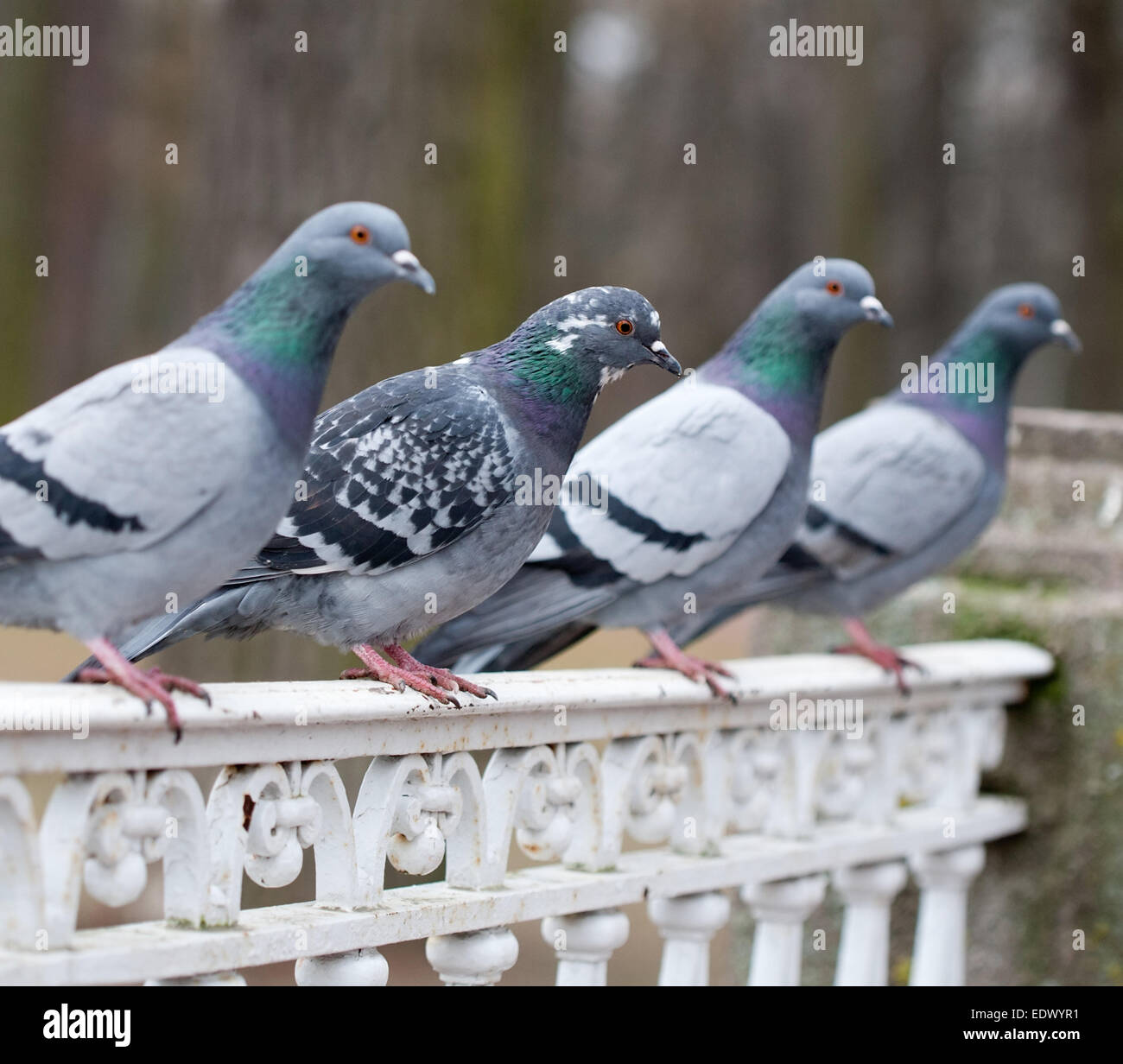 grey pigeon bird closeup on outdoor background Stock Photo - Alamy