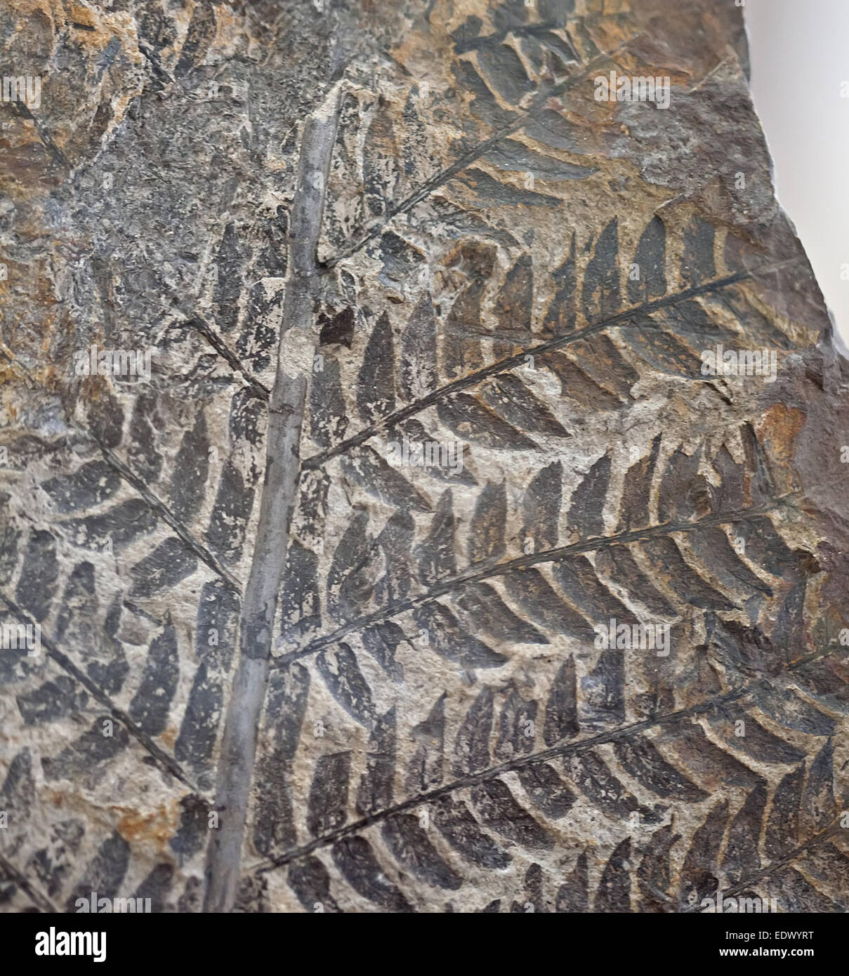 Ancient Plant Fossils