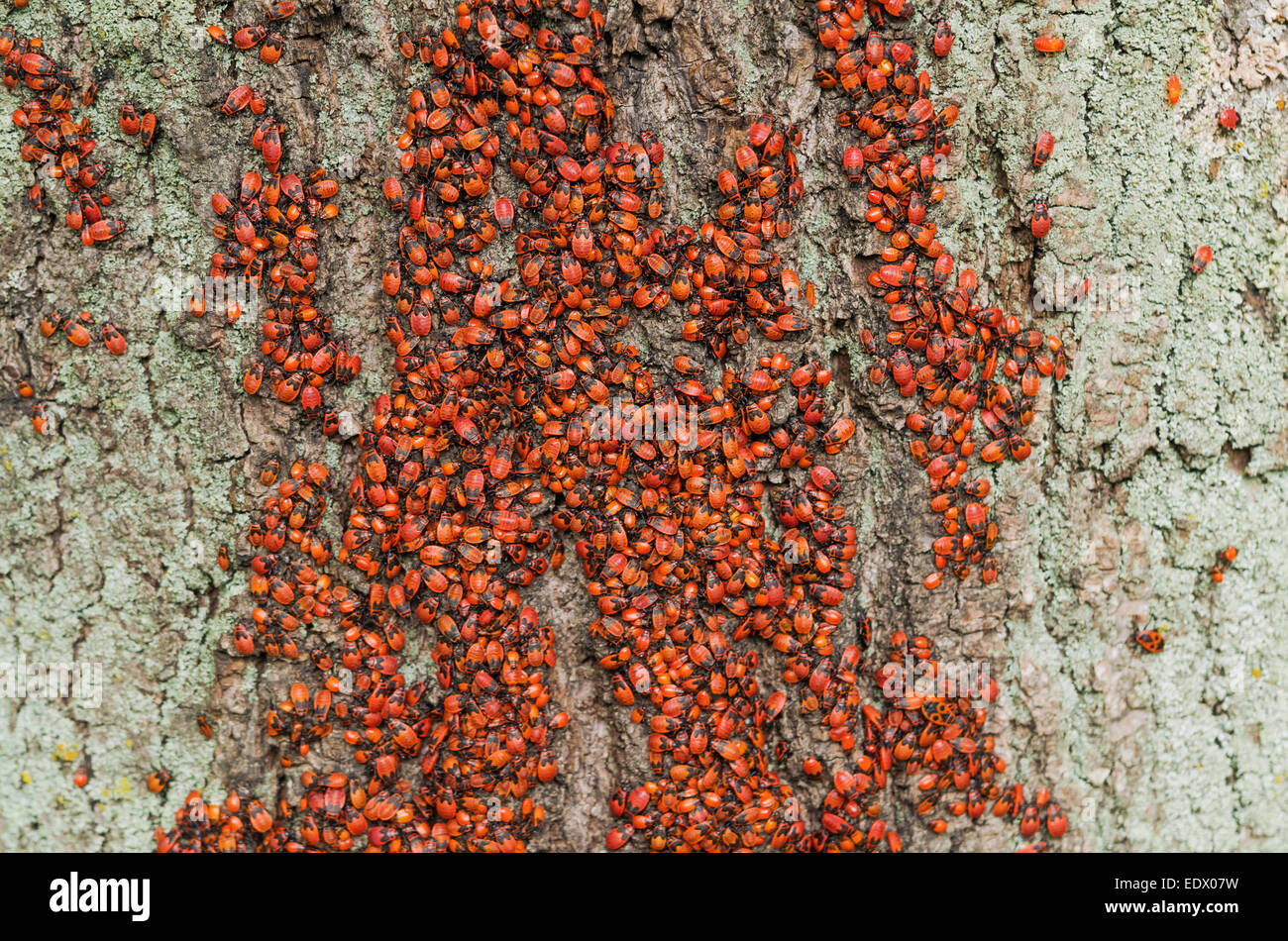 Group insects red black forest firebug hi-res stock photography and ...