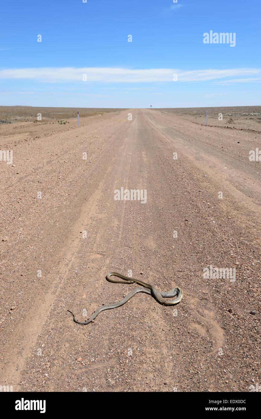 Snake vertical hi-res stock photography and images - Alamy