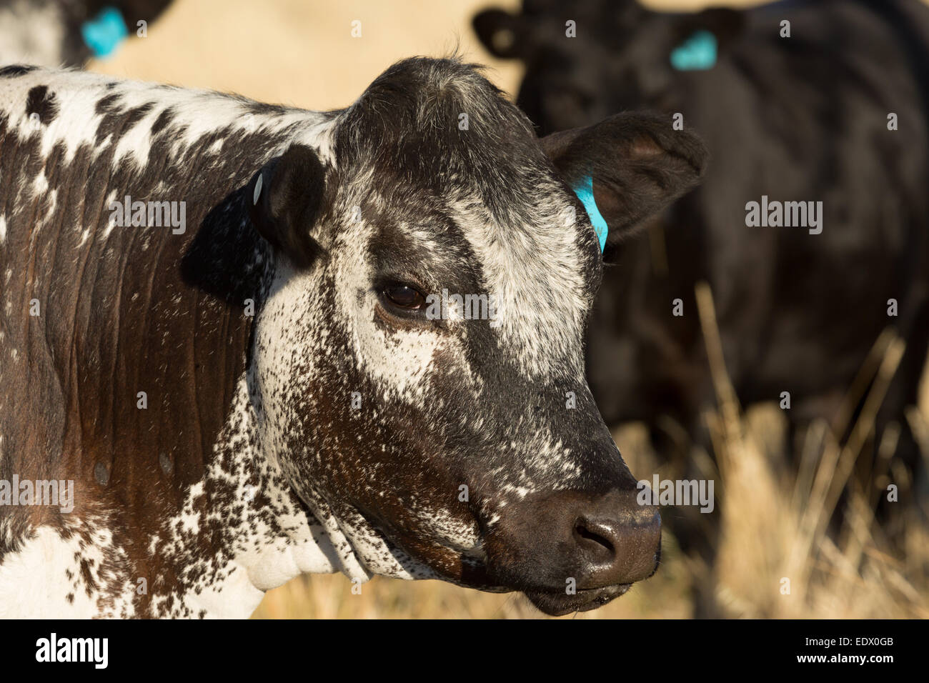 Close up cattle hi-res stock photography and images - Alamy