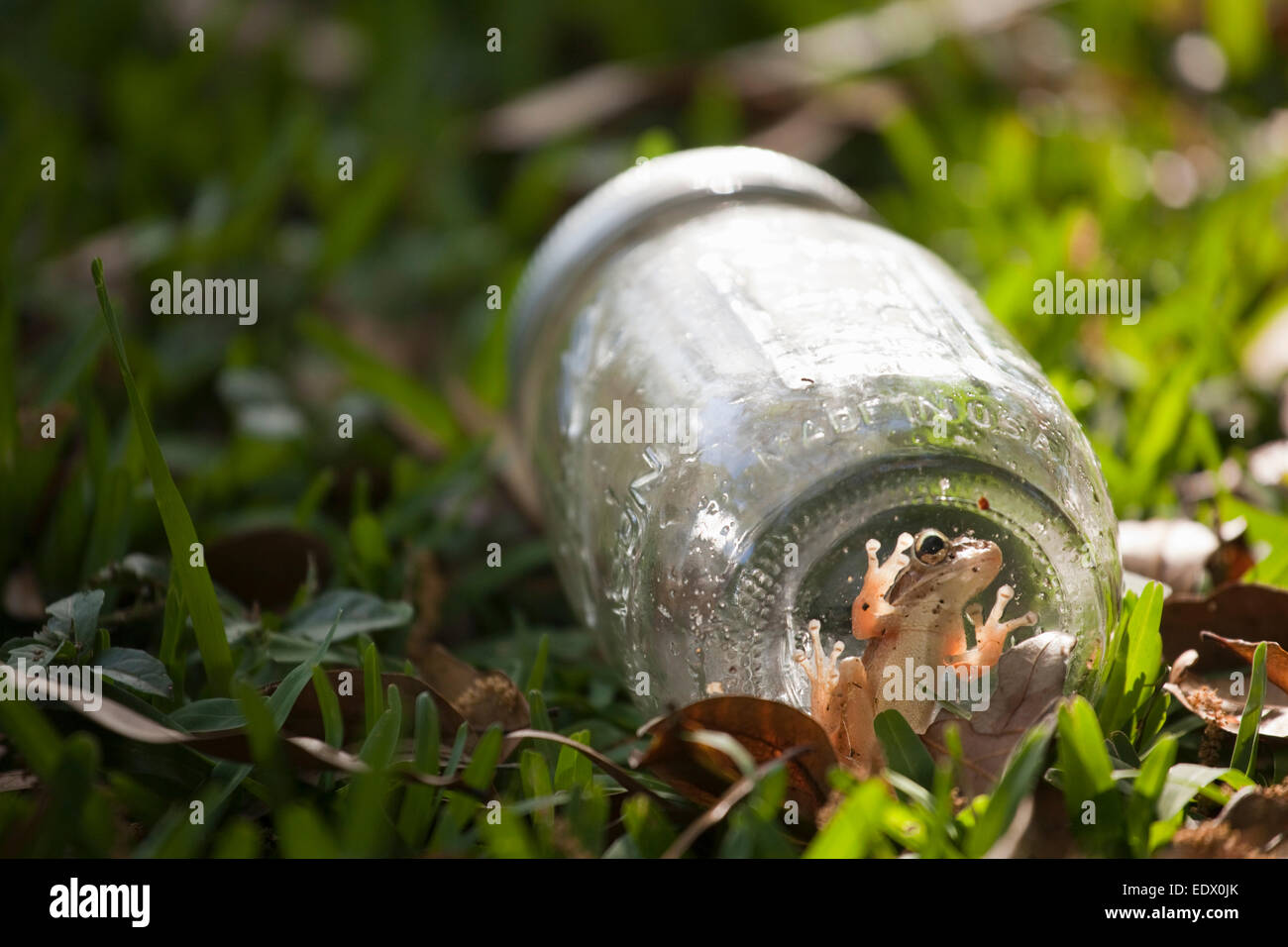 A frog inside of a jar Stock Photo - Alamy