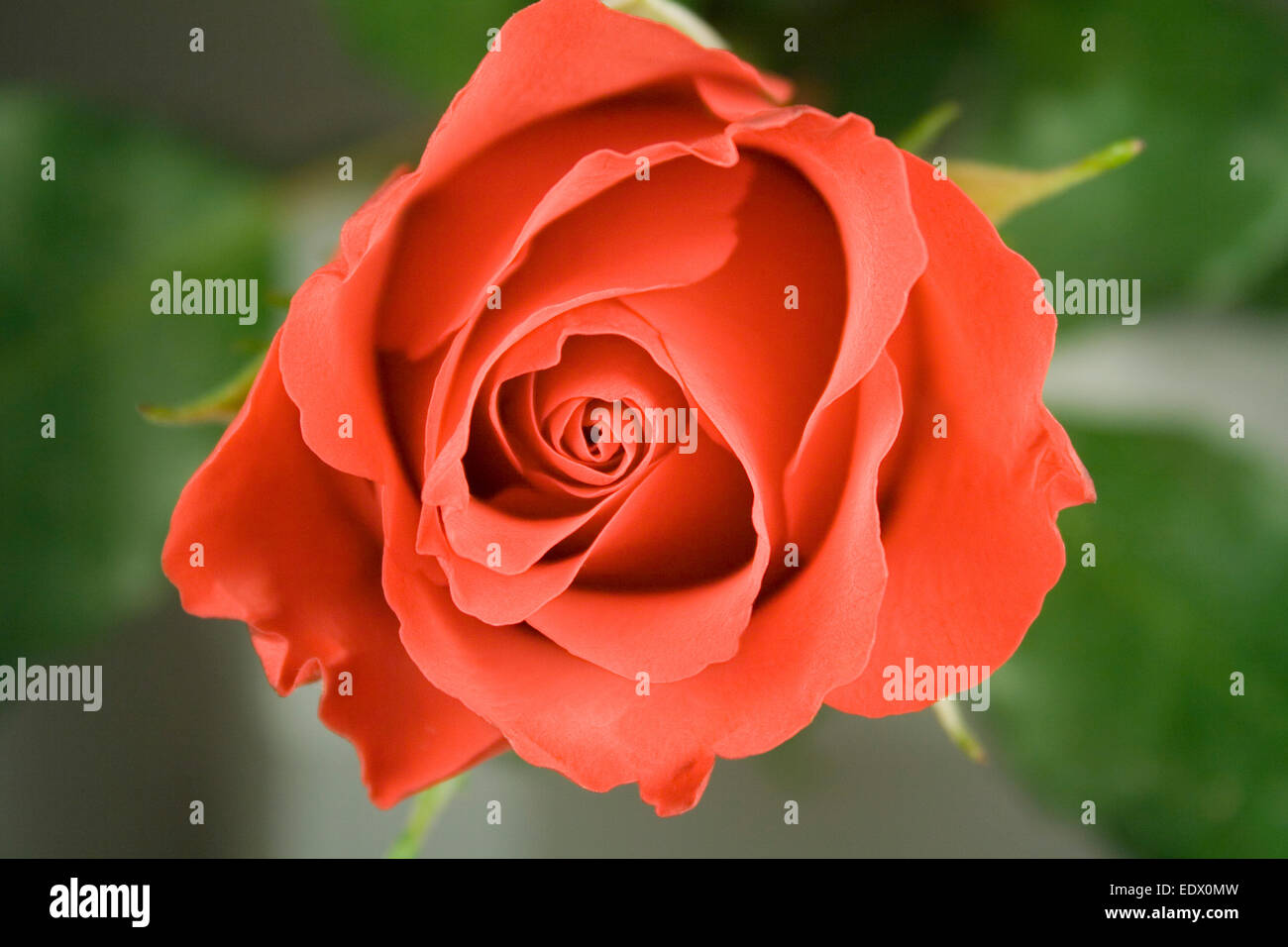 Single red rose Stock Photo - Alamy