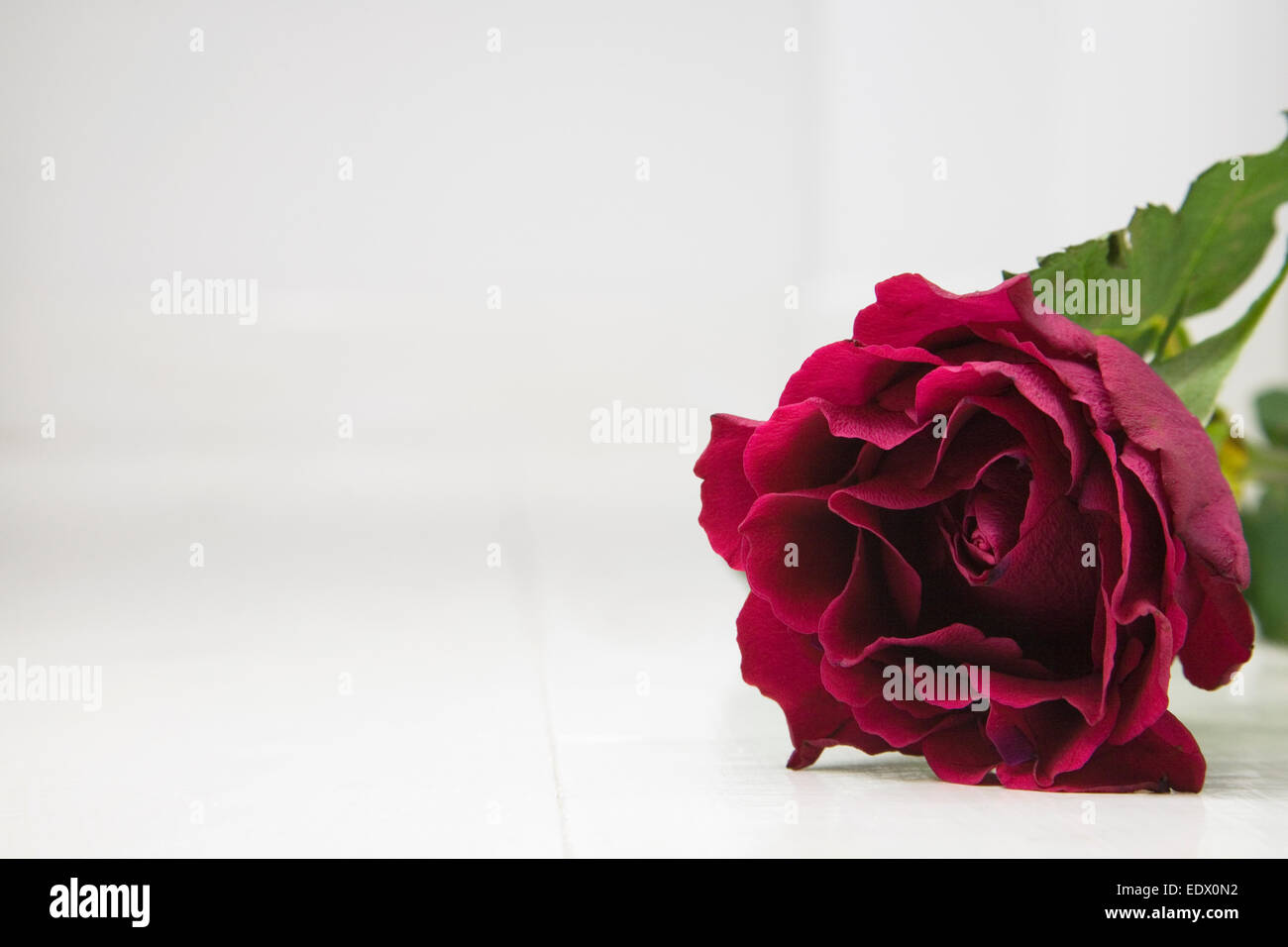 Single Red rose on white wooden floorboards Stock Photo - Alamy