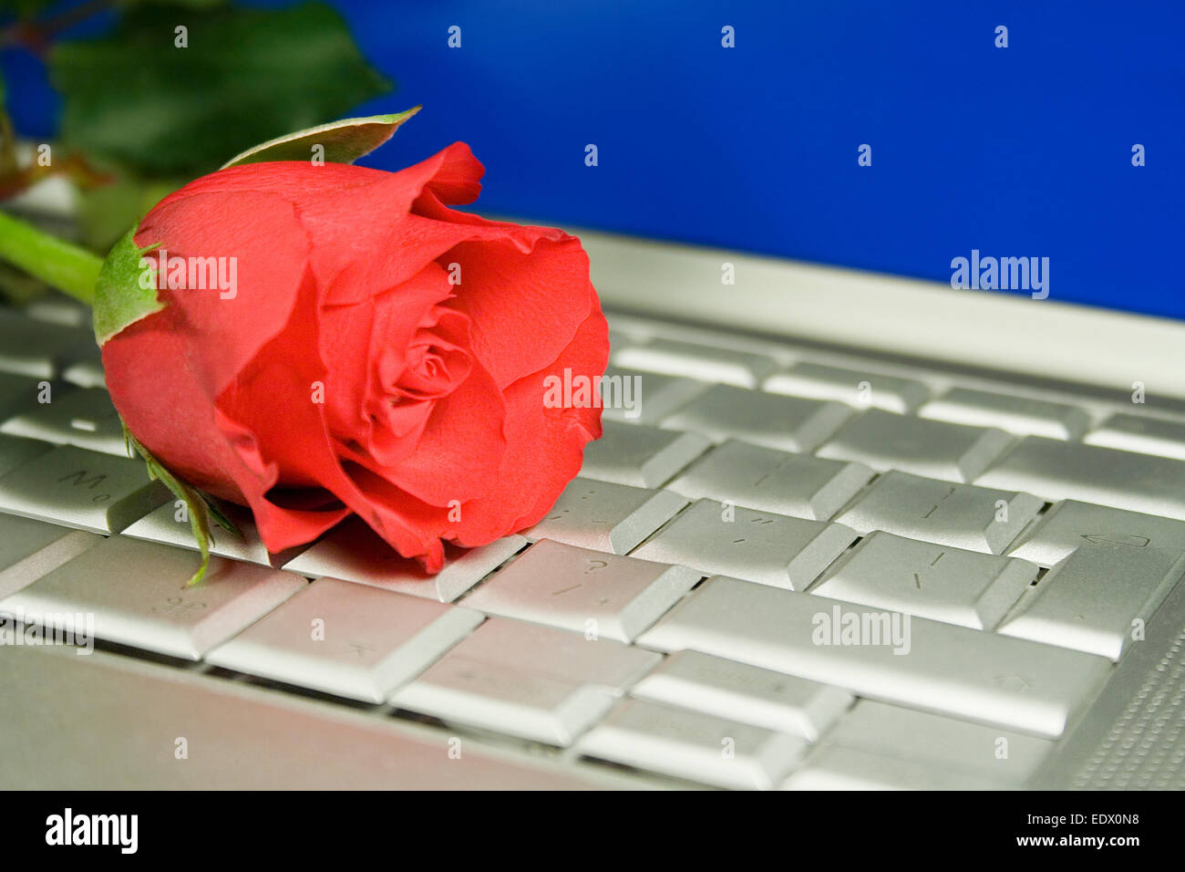 A red Rose on a laptop computer Stock Photo - Alamy