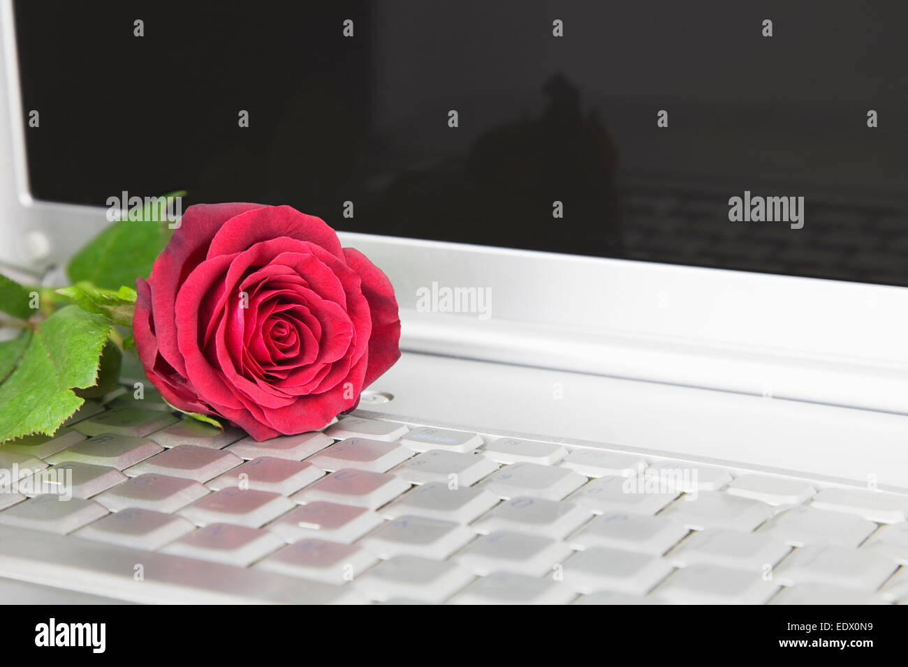 A red Rose on a laptop computer Stock Photo - Alamy