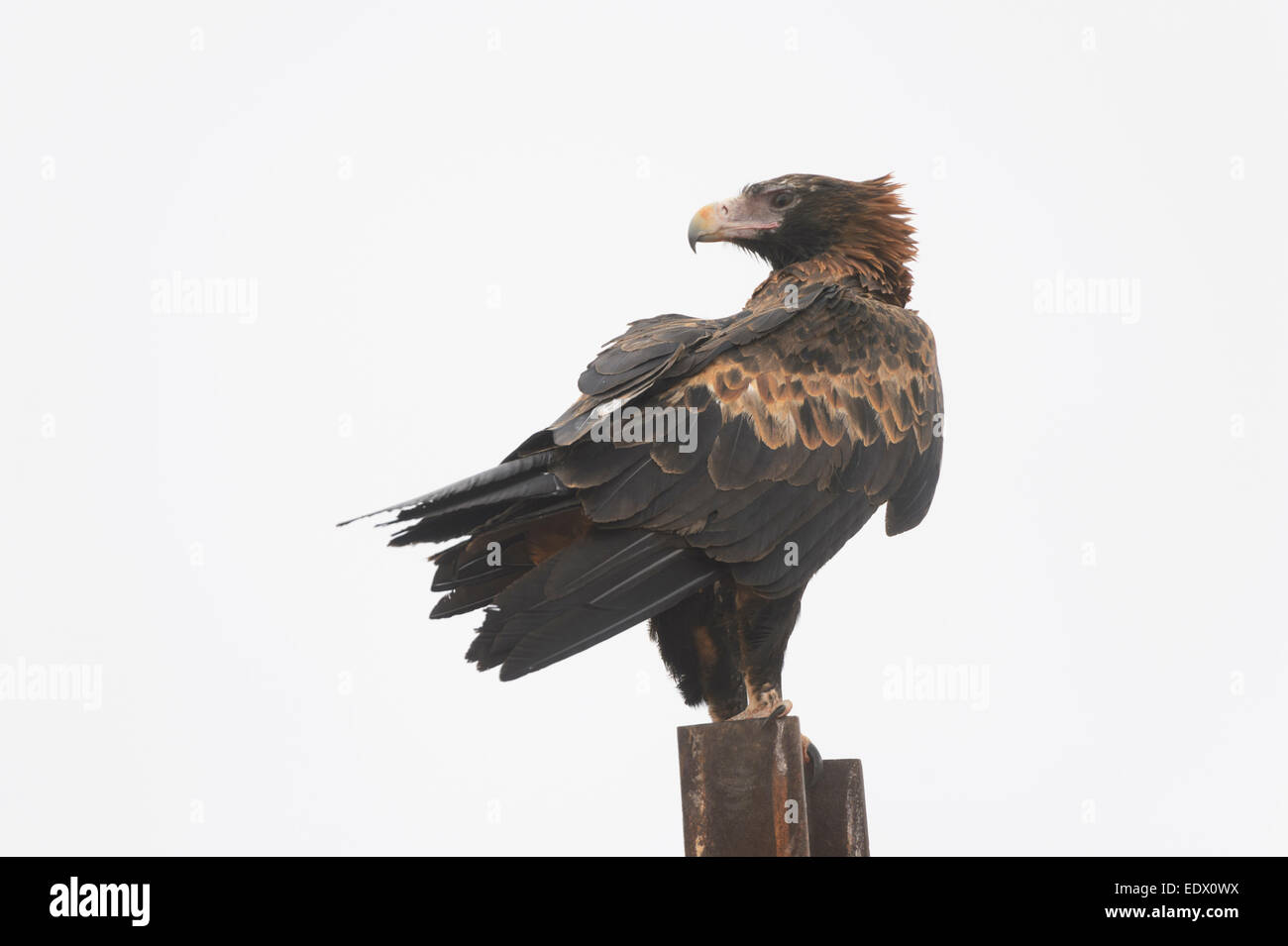 Wedge Tailed Eagle Aquila Audax High Resolution Stock Photography and ...