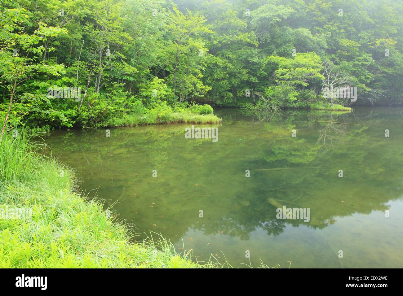 Fresh green of pond, Tsutanuma, Aomori, Japan Stock Photo - Alamy