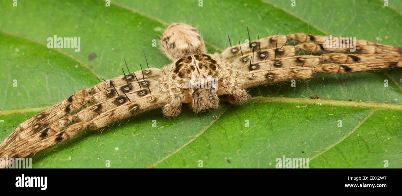 Sparassidae (formerly Heteropodidae) is a family of spiders known as ...