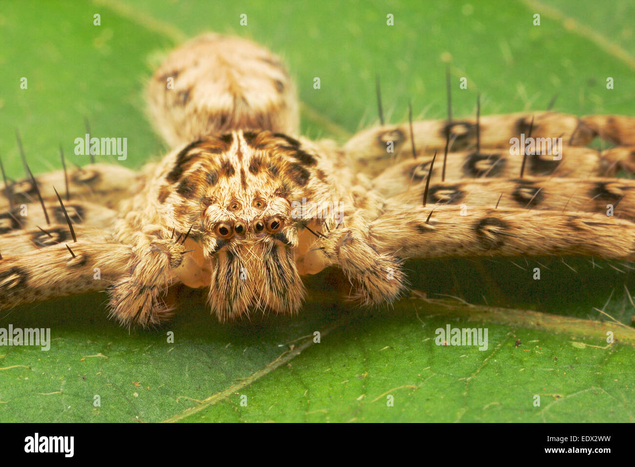 Sparassidae (formerly Heteropodidae) is a family of spiders known as ...