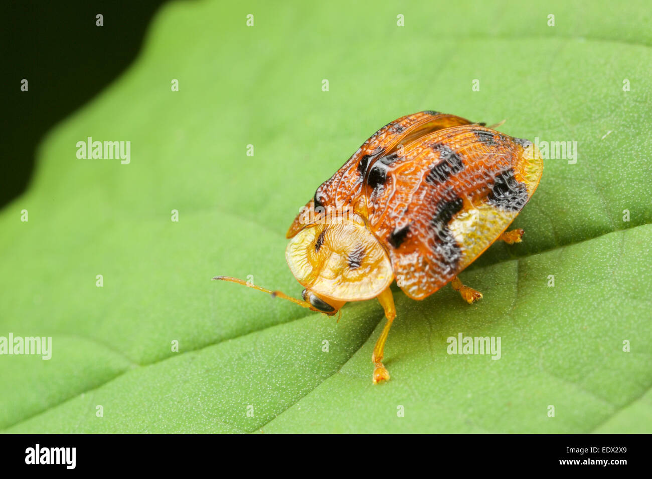 A tortoise shell beetle from the family of Chrysomelidae under genus of ...