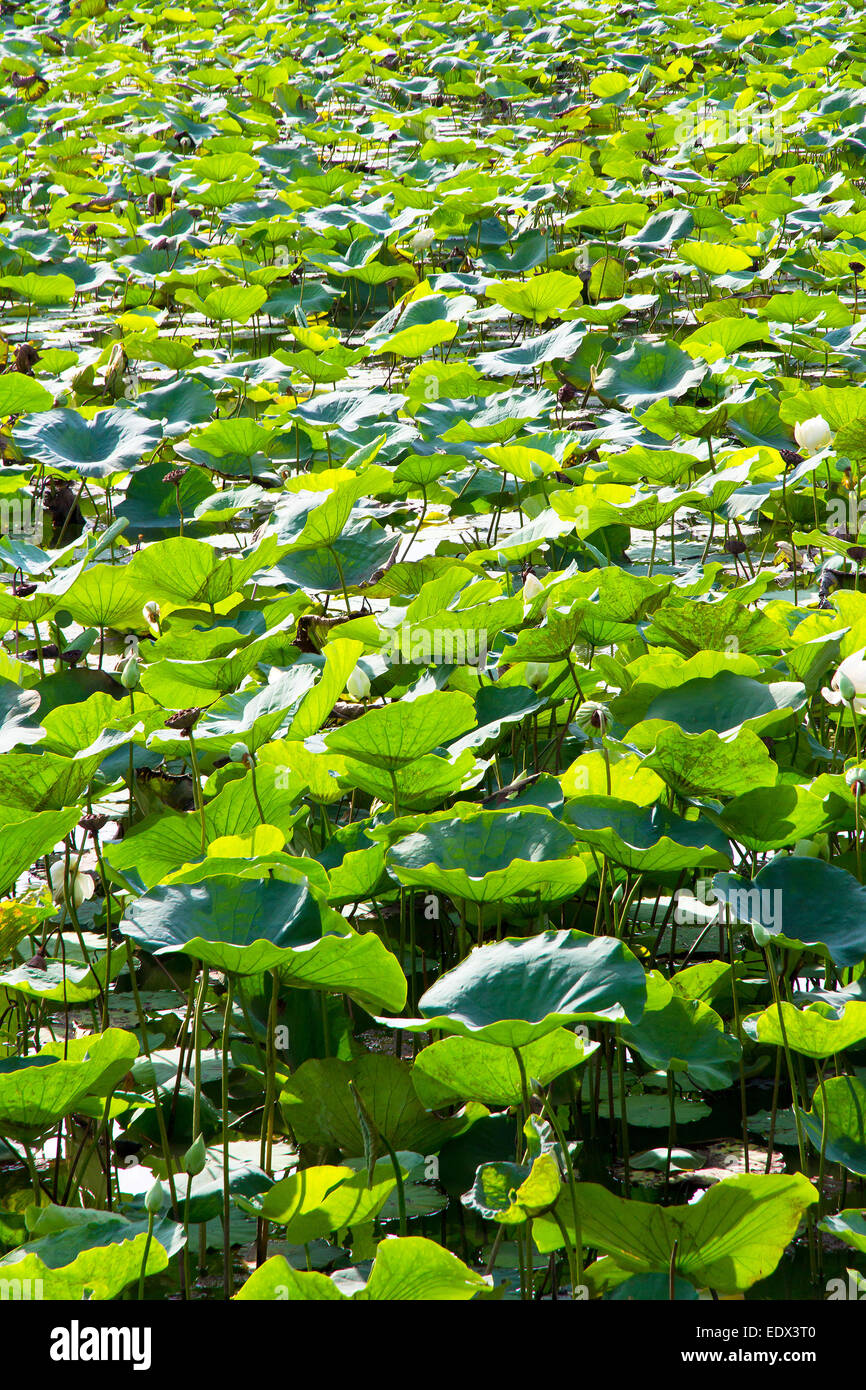 Lotus pond in nature Stock Photo - Alamy