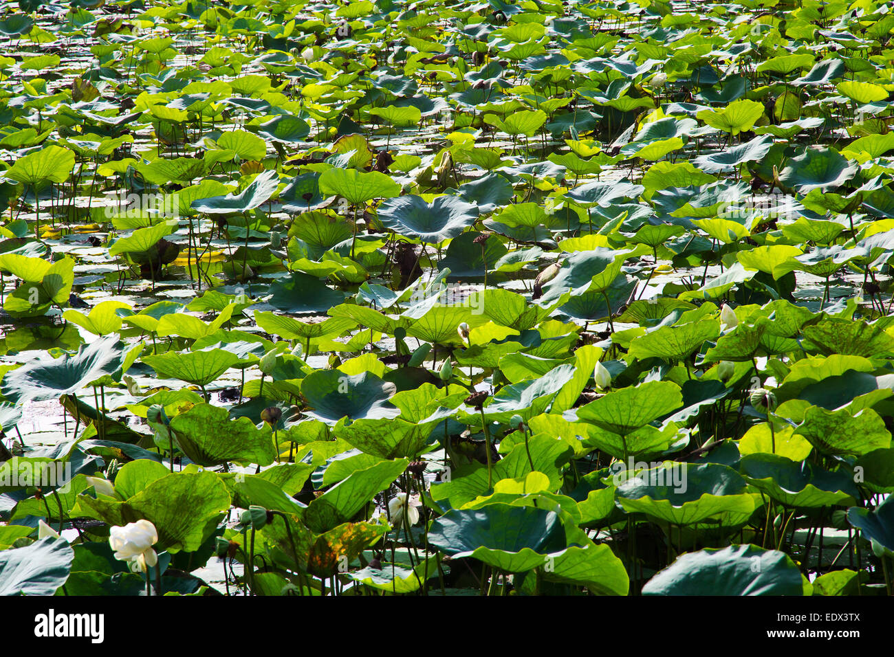 Lotus pond in nature Stock Photo - Alamy